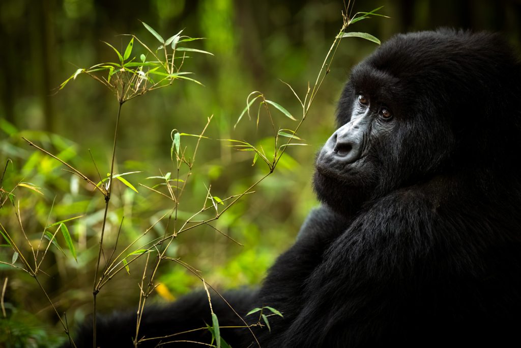 Gorilla Species in the World